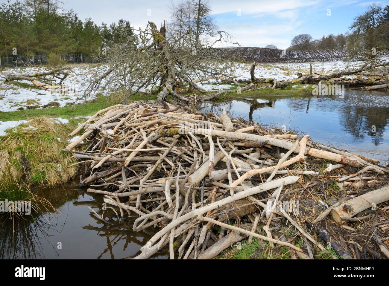 Stream dammed with tree branches cut and stripped of bark by Eurasian ...