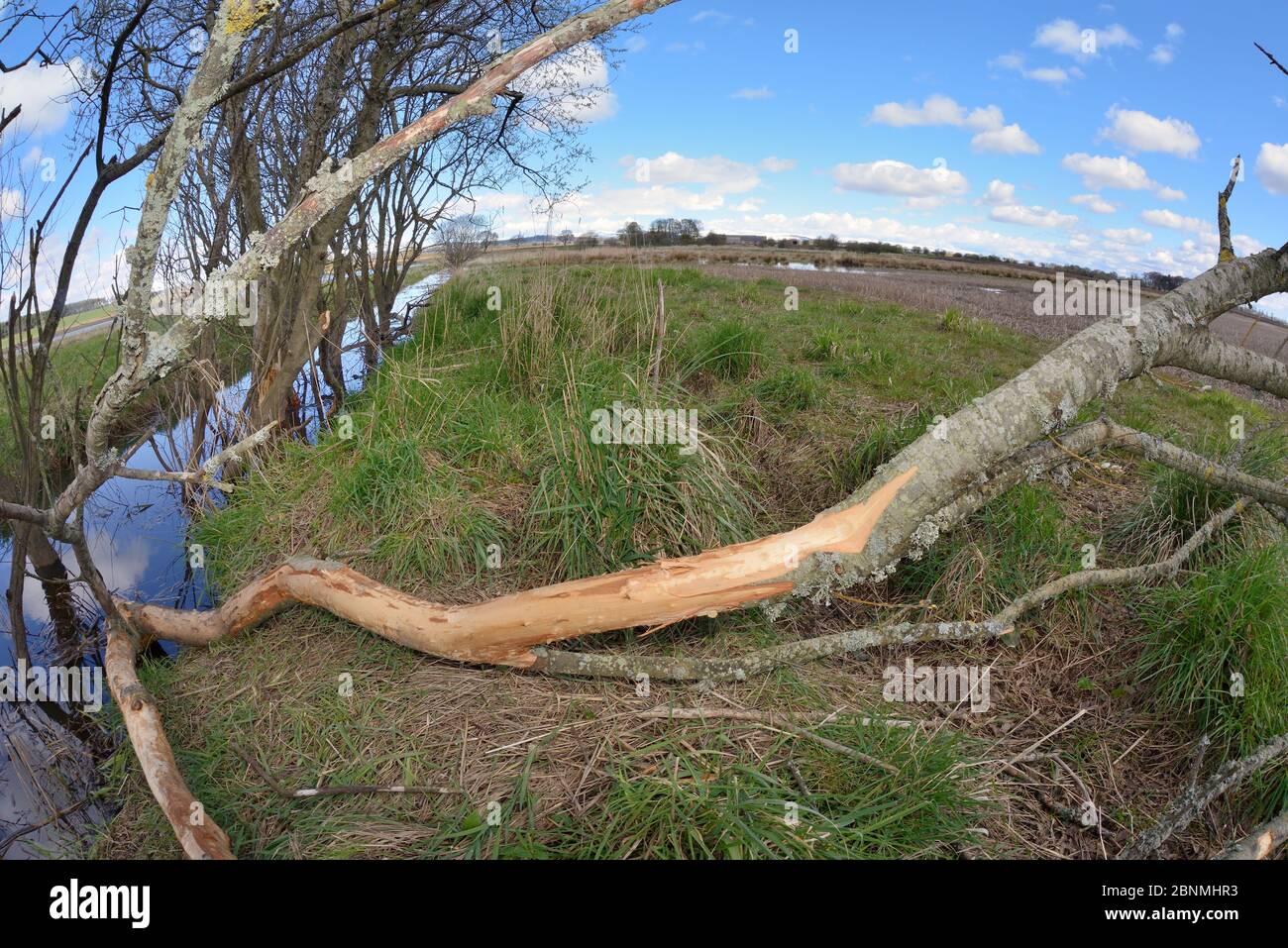 Young Willow tree (Salix sp.) felled by Eurasian beavers (Castor fiber ...