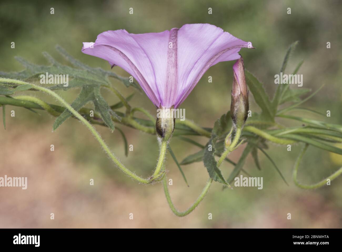 Climbing Plant Purple Bell Flowers High Resolution Stock Photography ...