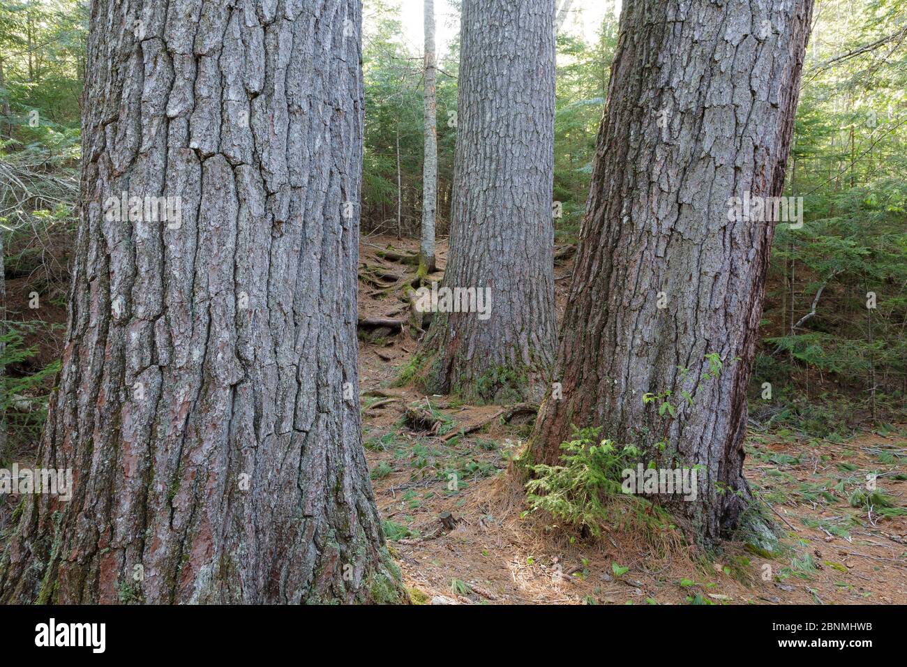 Mad river logging era hi-res stock photography and images - Alamy