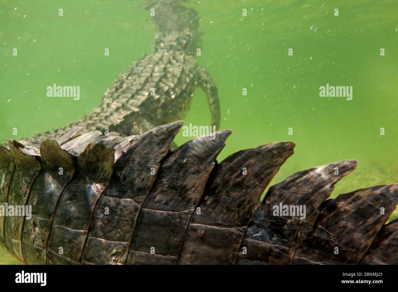 Crocodile skins hi-res stock photography and images - Alamy