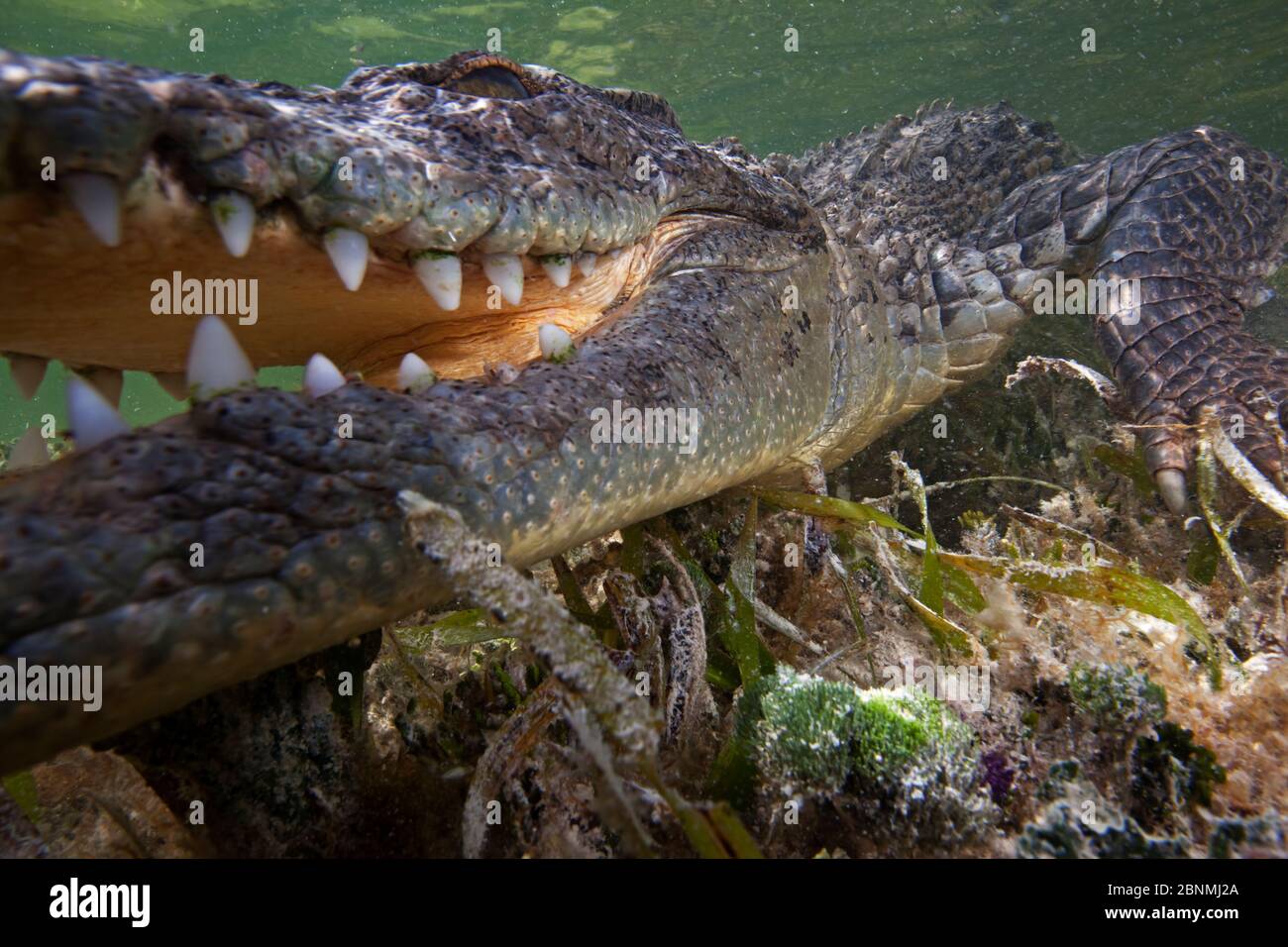 American crocodile (Crocodylus acutus) extreme close up of animal ...
