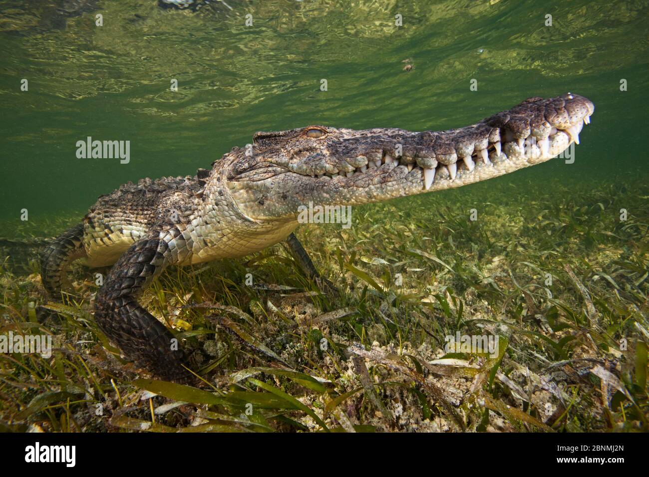 American crocodile (Crocodylus acutus) resting just above seagrass ...