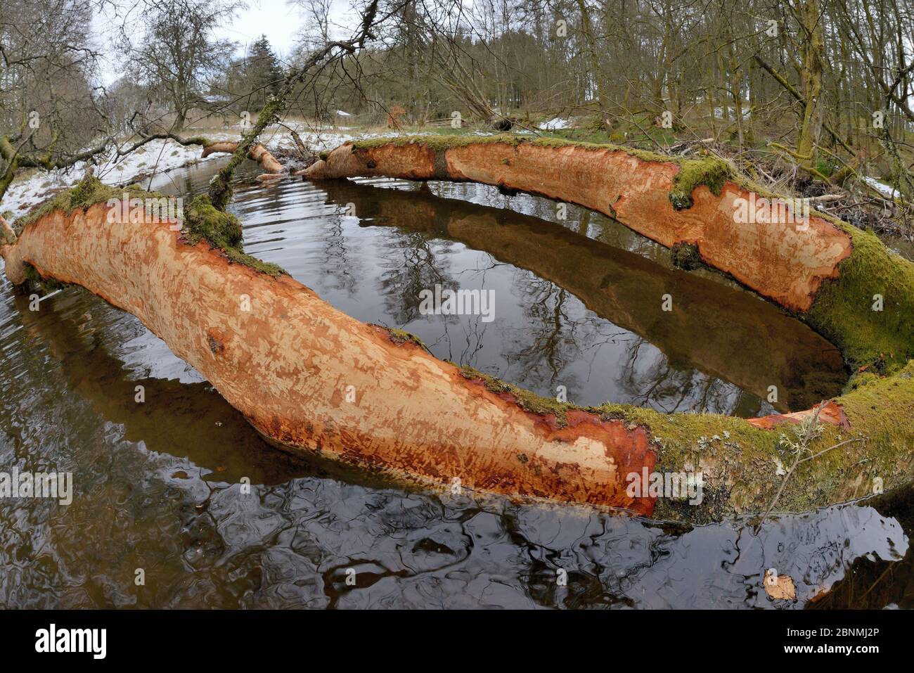 Downy birch betula pubescens bark hi-res stock photography and images ...