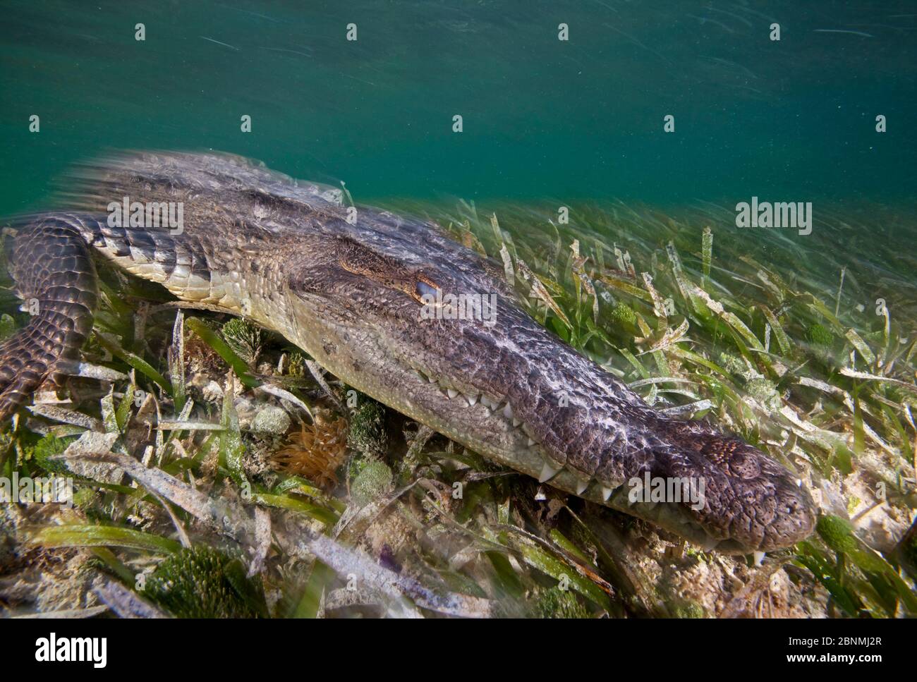Crocodylus americanus hi-res stock photography and images - Alamy