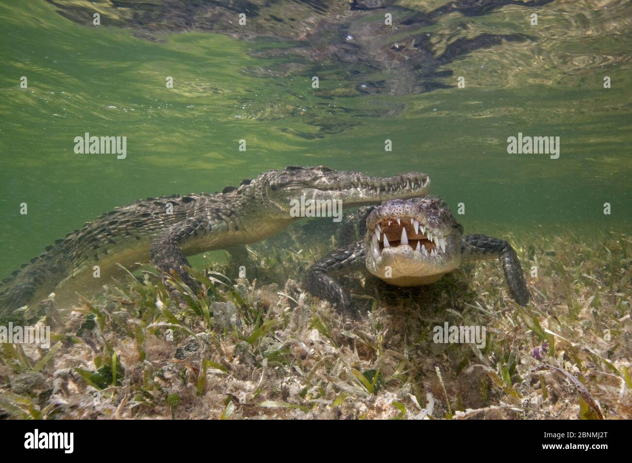 Chinchorro biosphere reserve hi-res stock photography and images - Alamy