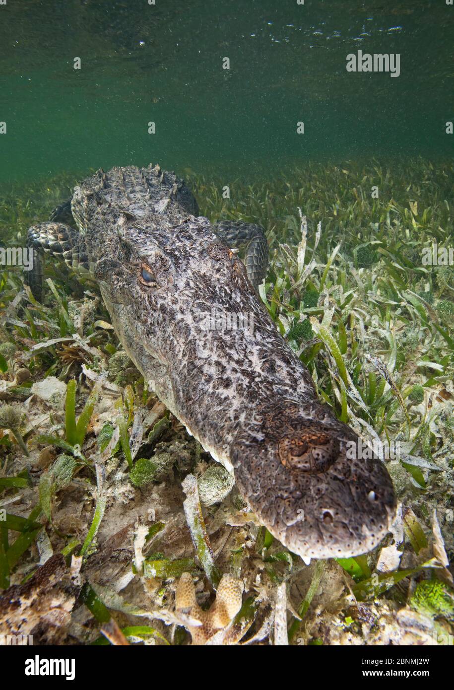 American crocodile (Crocodylus acutus) resting on seagrass underwater ...