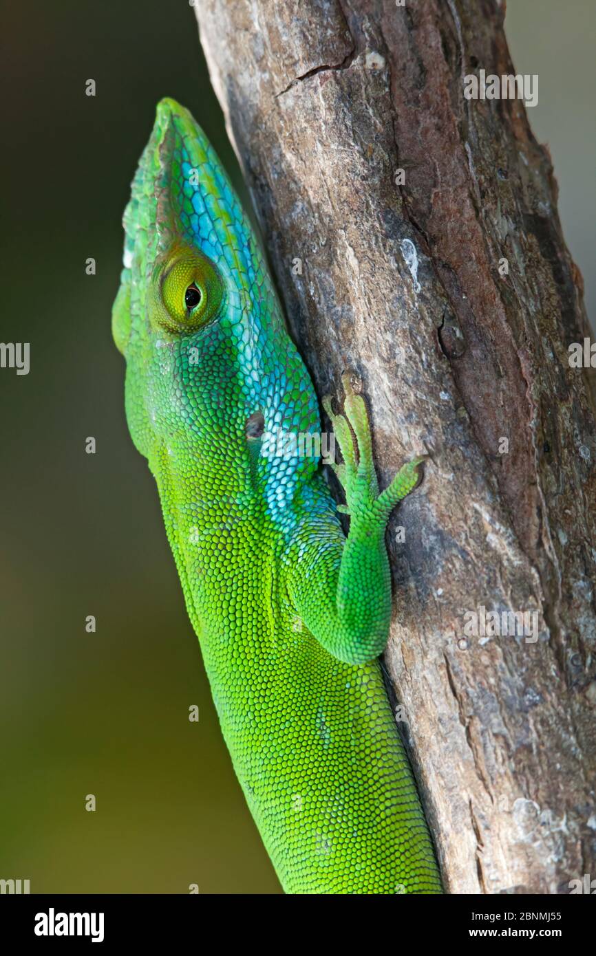 Allison's anole (Anolis allisoni), Banco Chinchorro Biosphere Reserve ...