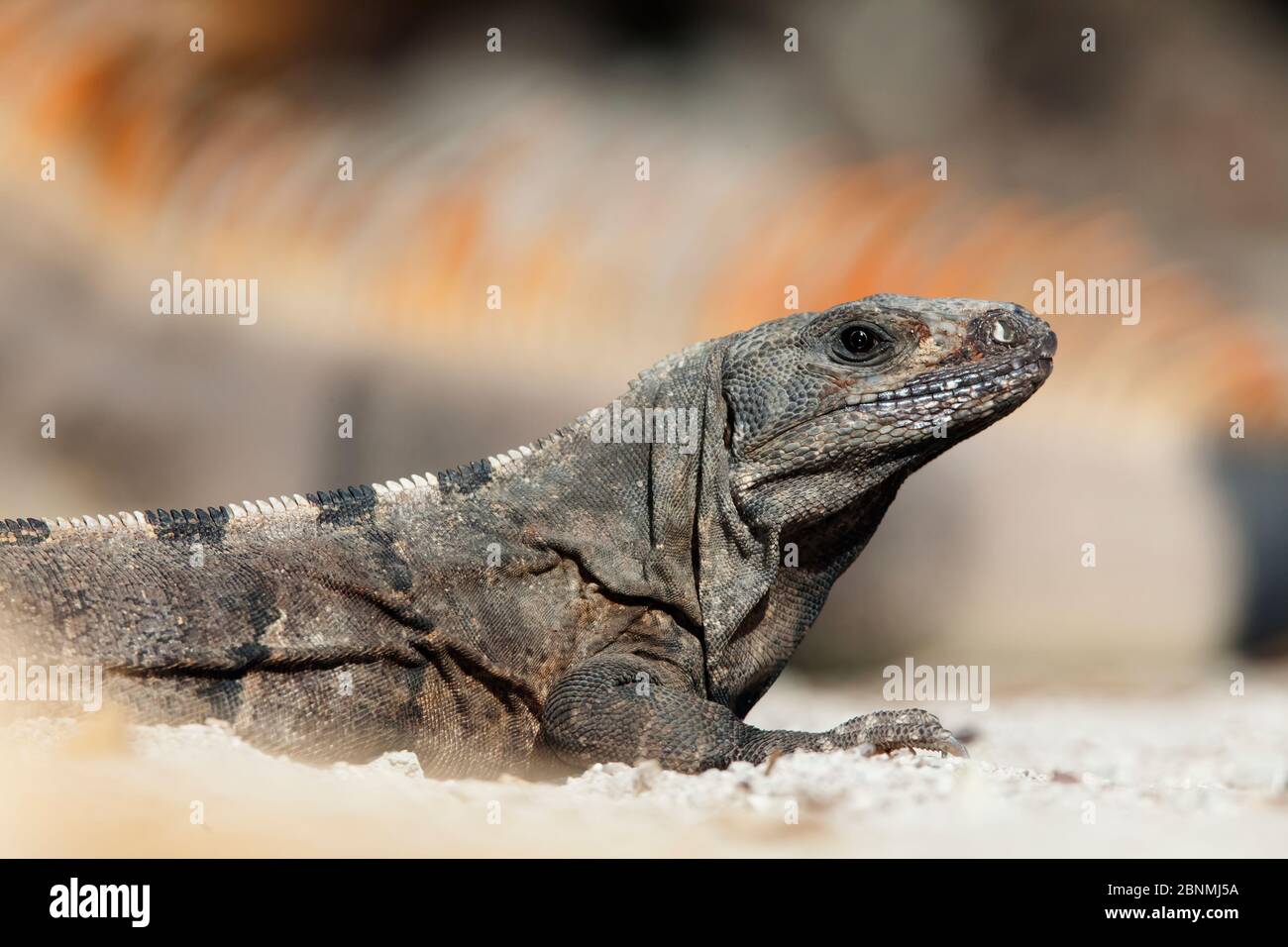 Common spiny-tailed iguana (Ctenosaura similis) in front of Green ...