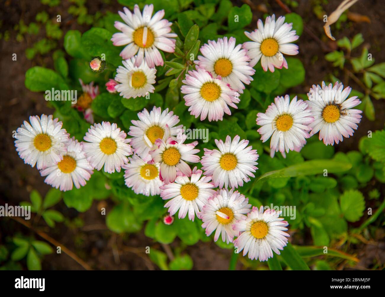 Daisy Bellis perennis grow in the garden. Group of garden flowers Stock ...