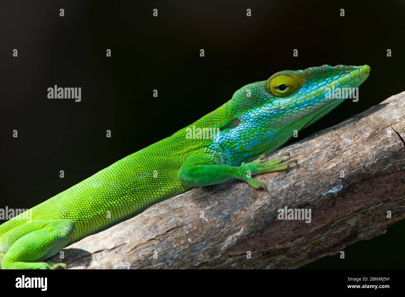 Allisons anole hi-res stock photography and images - Alamy