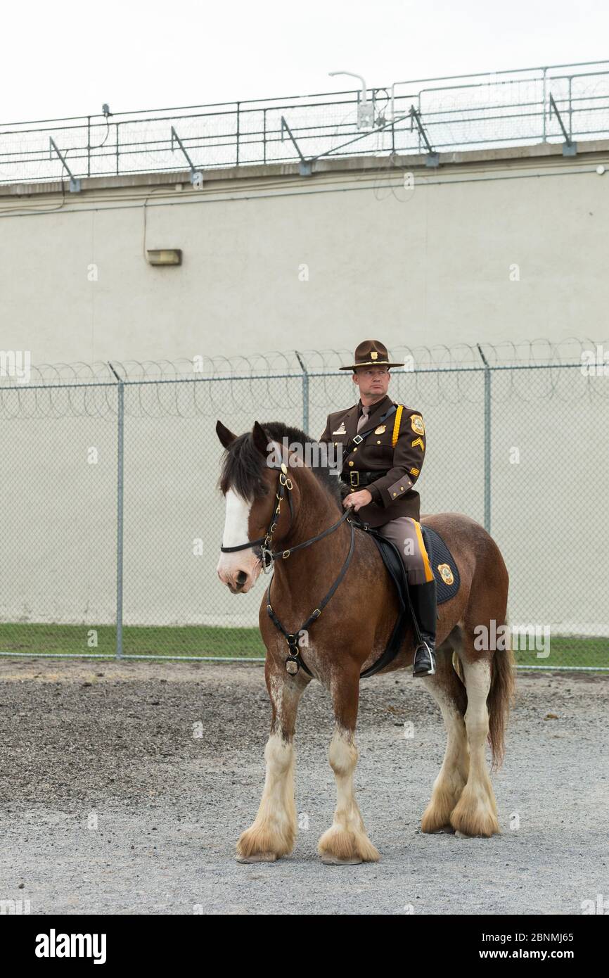 Delaware mounted police officer on his Clydesdale horse standing ...