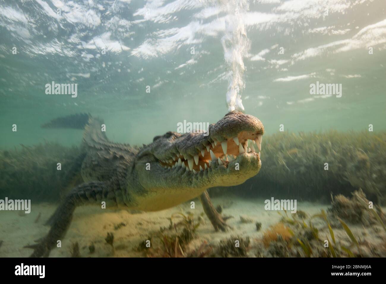 American crocodile (Crocodylus acutus) exhaling bubbles underwater ...