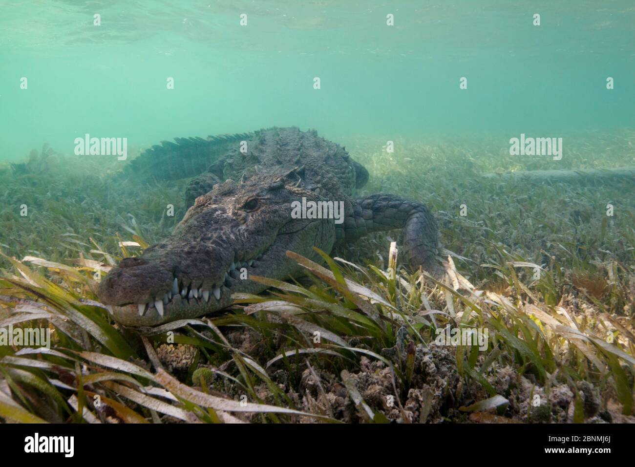 American crocodile (Crocodylus acutus) resting on seagrass in shallow ...