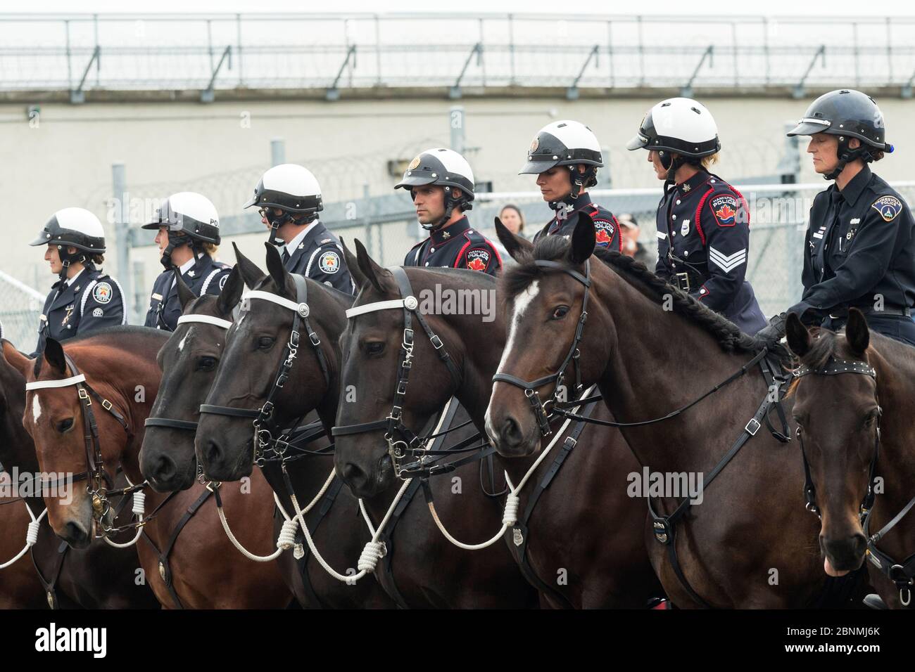 Portraits of Hamilton mounted police officers on their warmblood horses ...