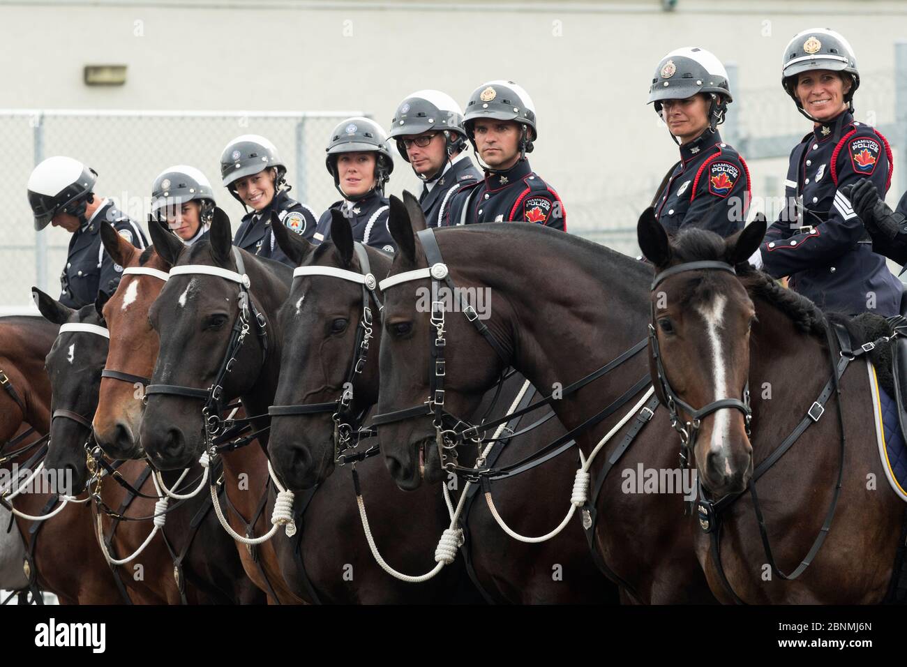 Portraits of Hamilton mounted police officers on their warmblood horses ...