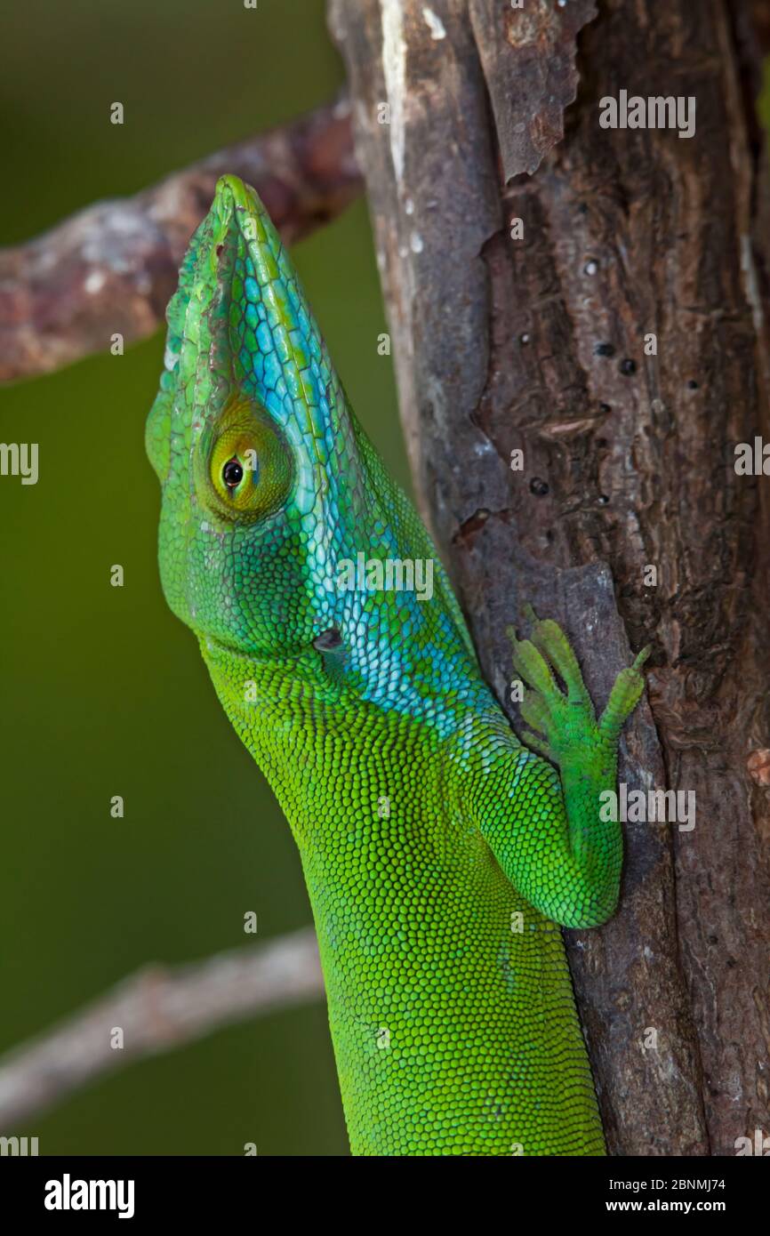 Allison's anole (Anolis allisoni), Banco Chinchorro Biosphere Reserve ...