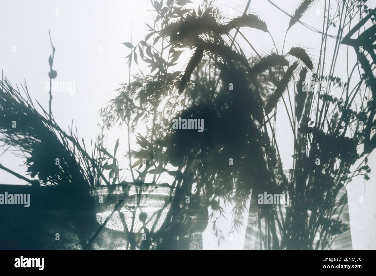 Gray Shadow of flowers from sunny lights on a white semi-transparent ...