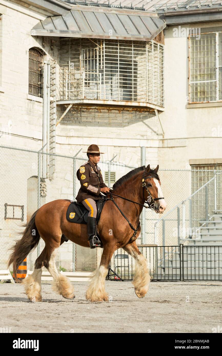 Delaware mounted police officer on his Clydesdale horse competing in ...