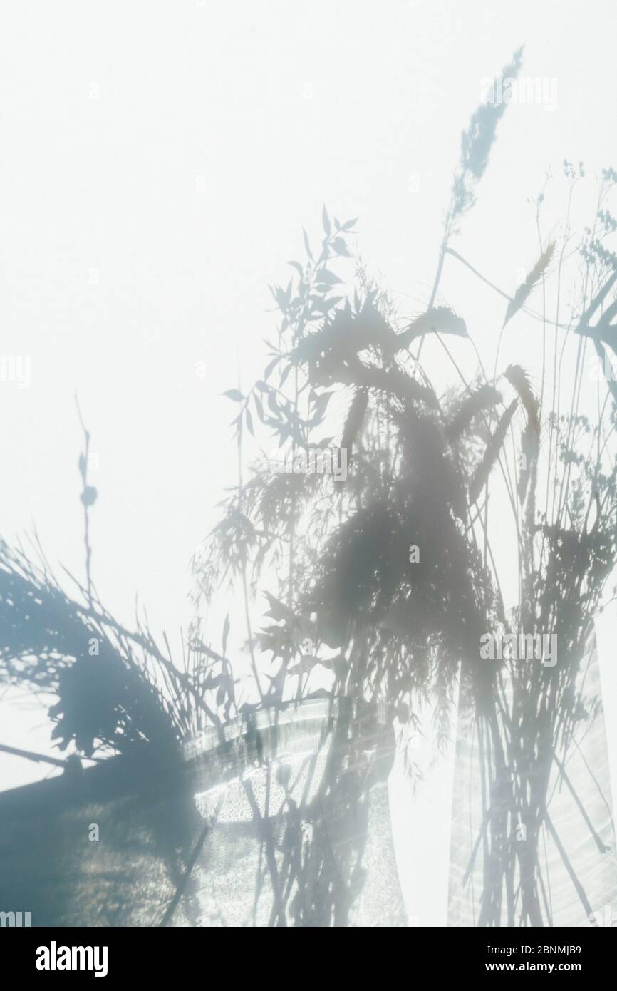 Gray Shadow of flowers from sunny lights on a white semi-transparent ...