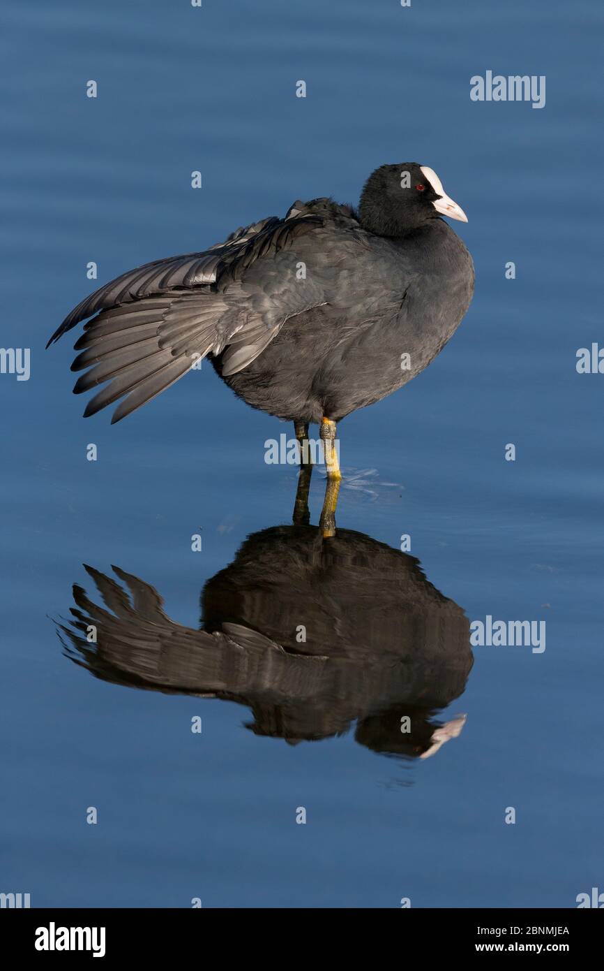 Common coot (Fulica atra) standing in water and stretching wings ...
