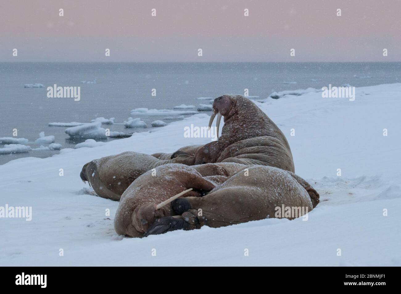 Walrus (Odobenus rosmarus) group on beach in winter snow, Arctic ...