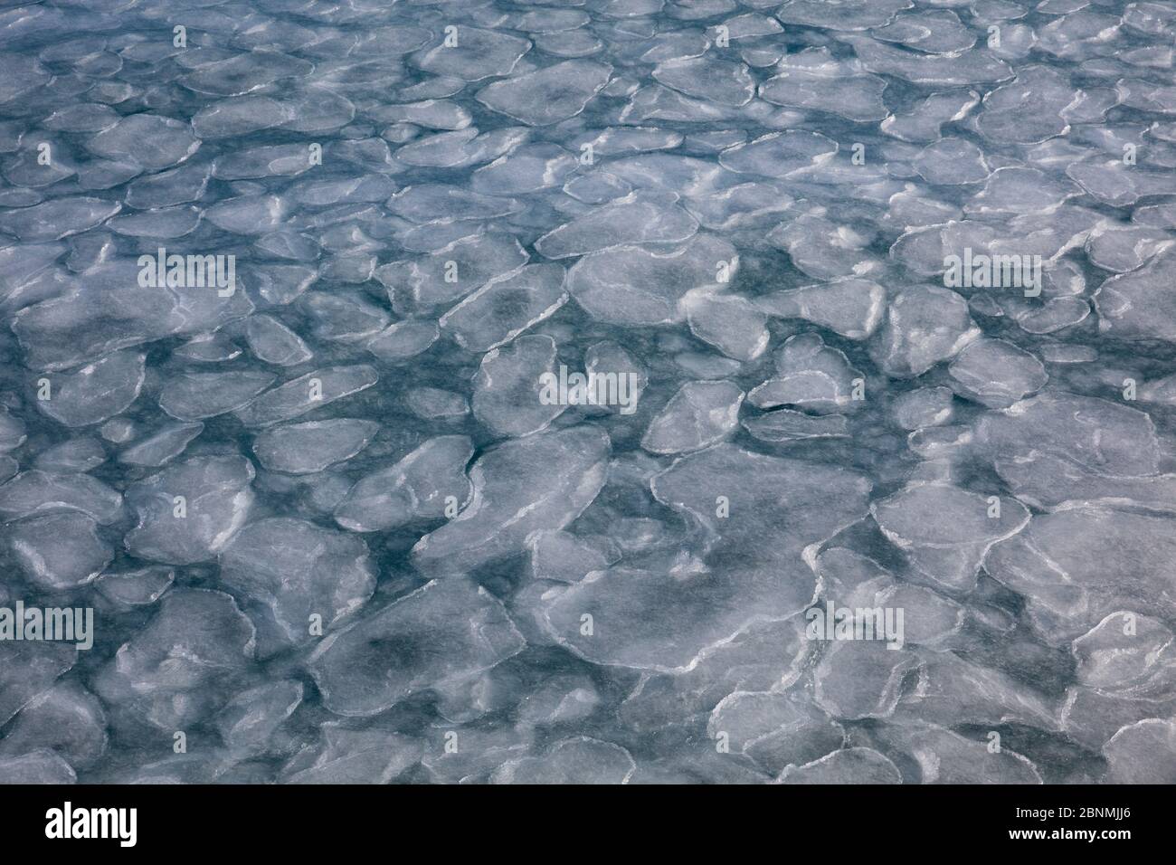 Pancake ice, early stage of formation of sea ice, late winter ...