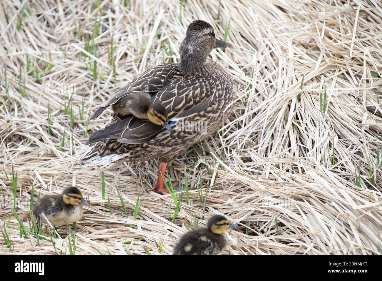 Mallard hen with ducklings Stock Photo - Alamy