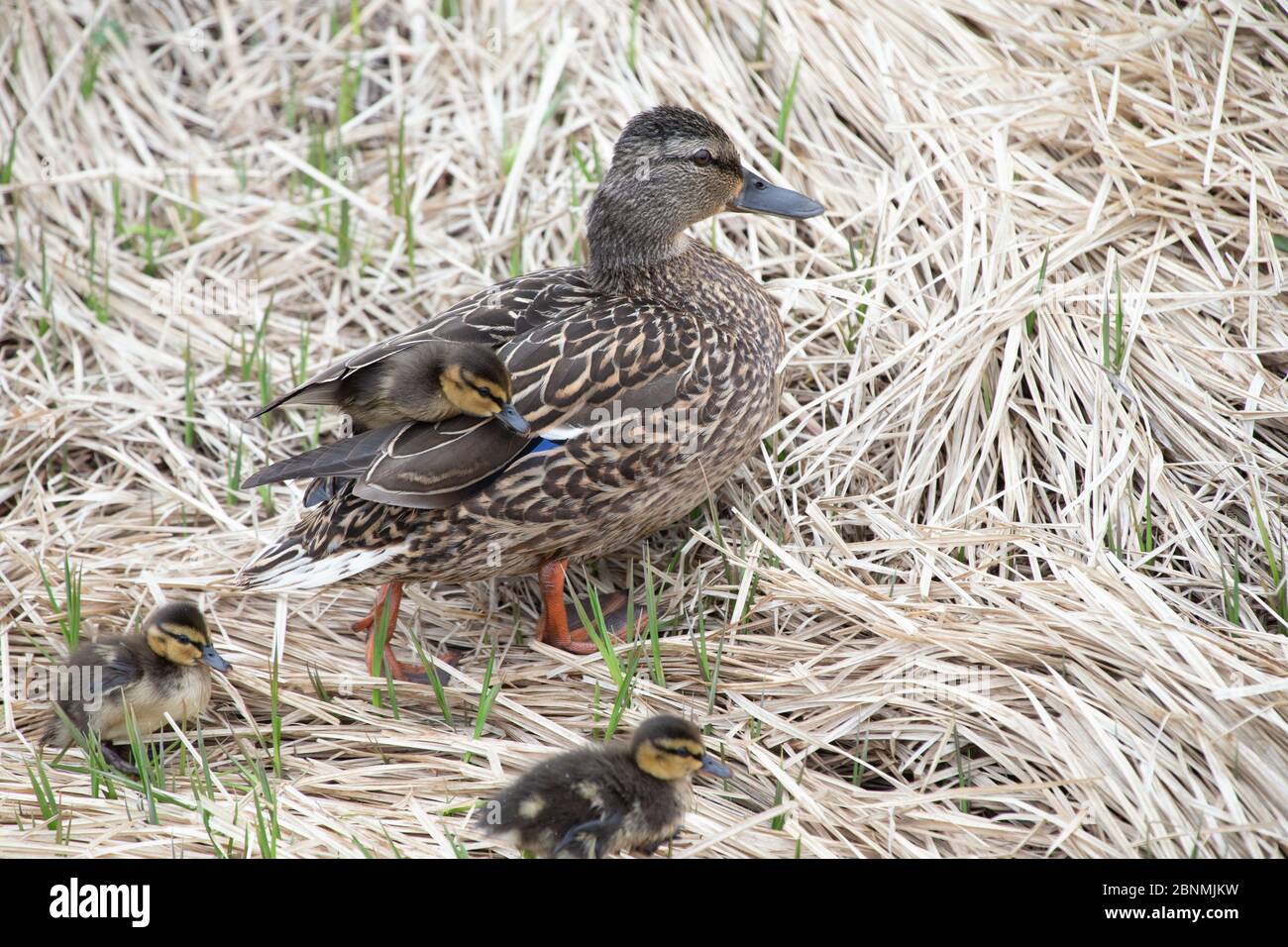 Mallard hen with ducklings Stock Photo - Alamy