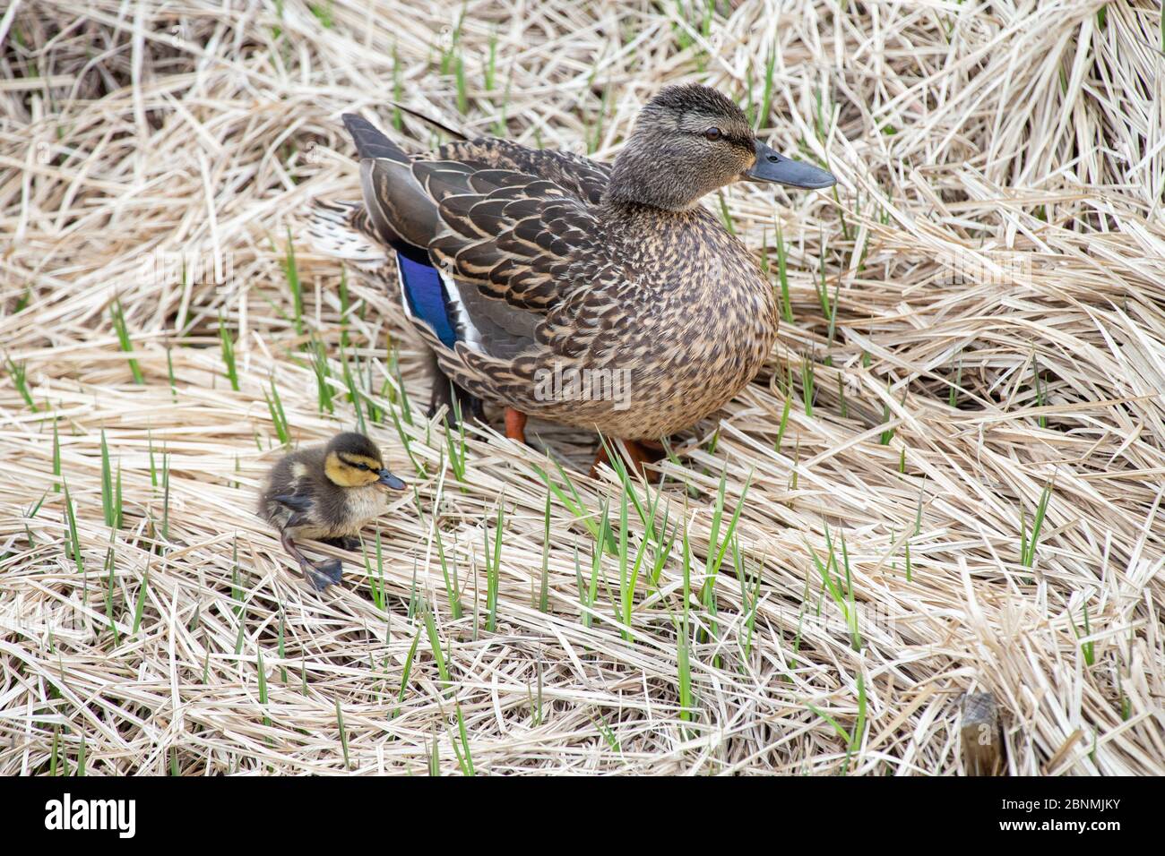 Mallard hen with ducklings Stock Photo - Alamy