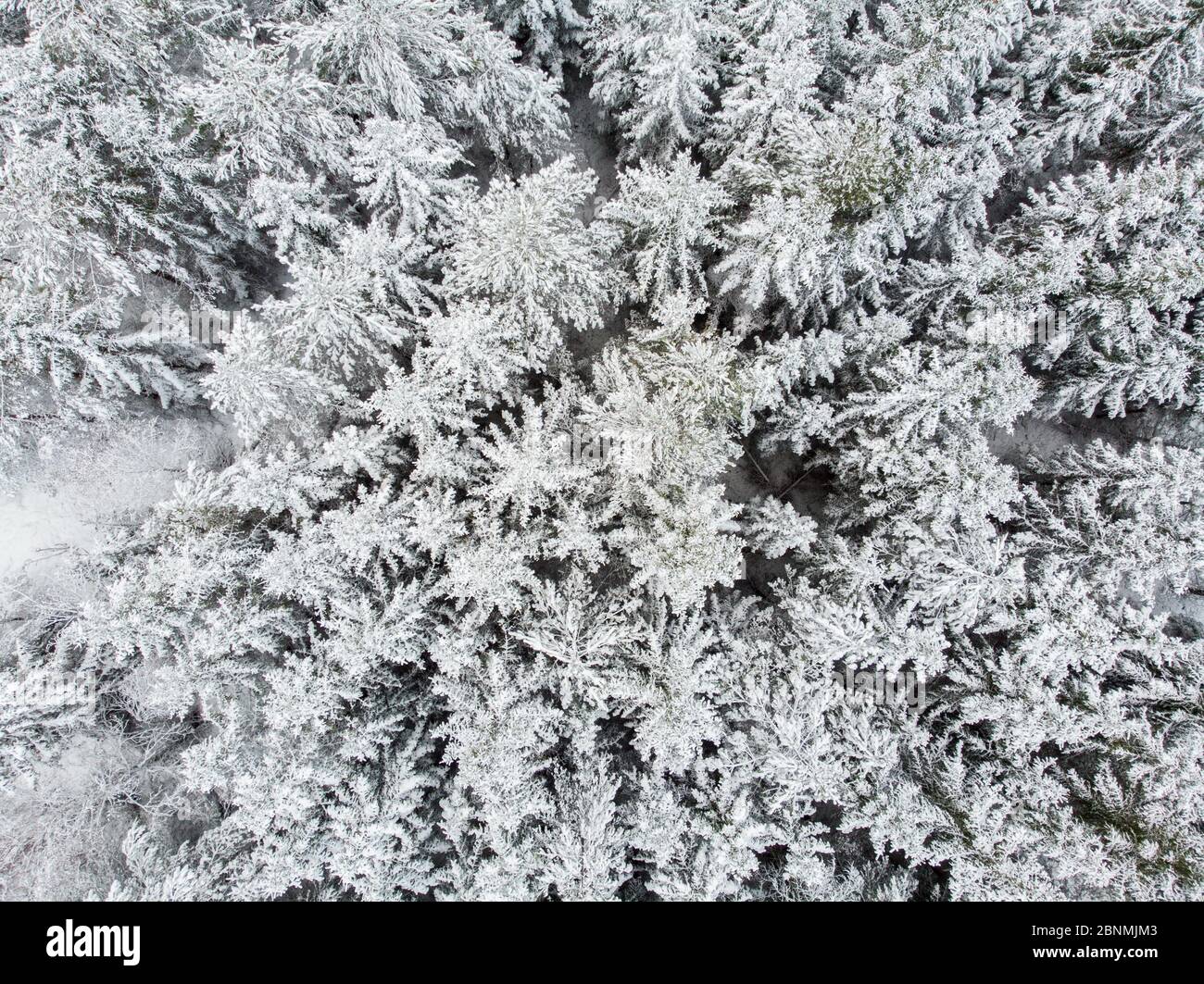 Snow and Ice on the evergreen trees in winter Stock Photo - Alamy