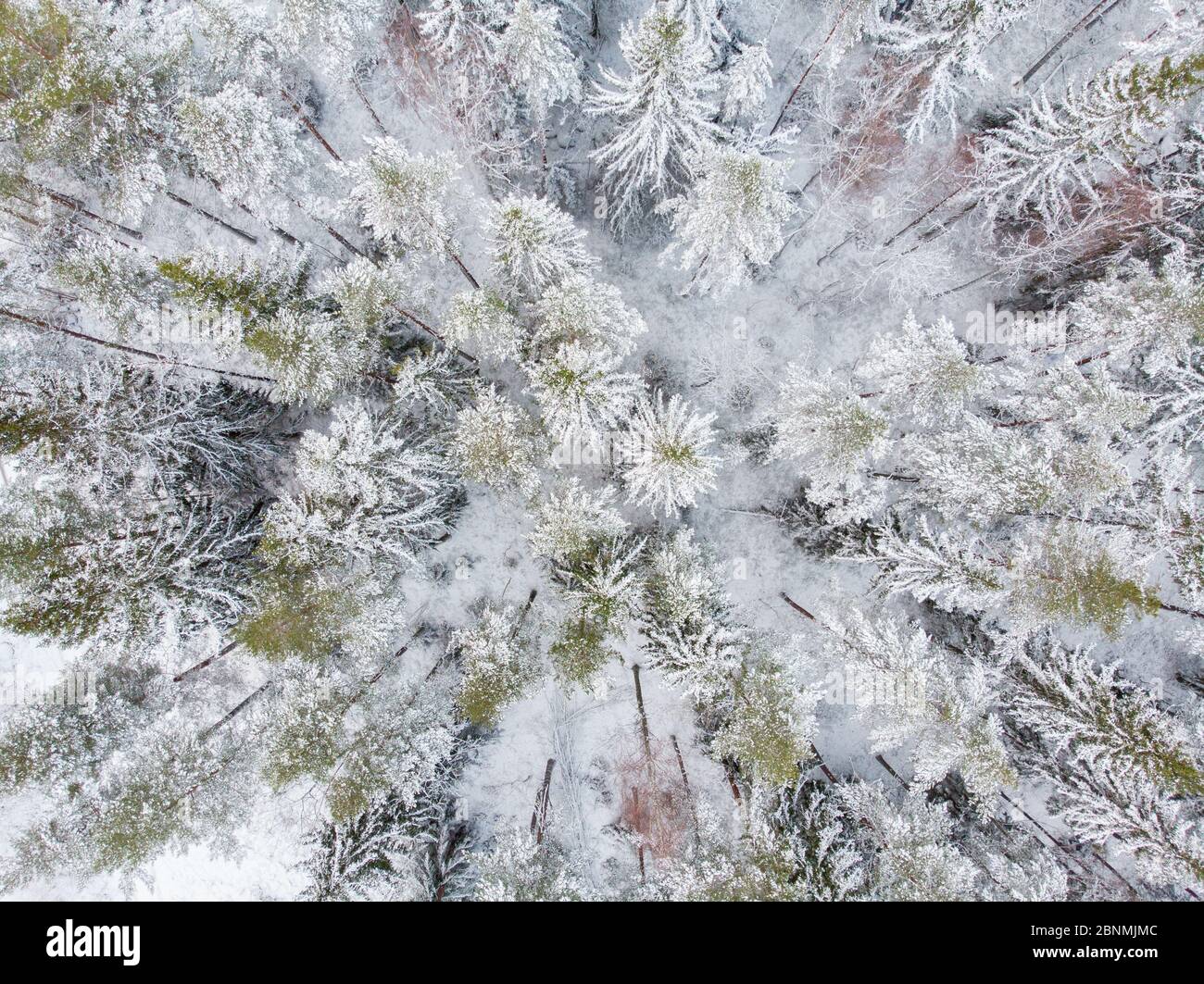 Snow and Ice on the evergreen trees in winter Stock Photo - Alamy