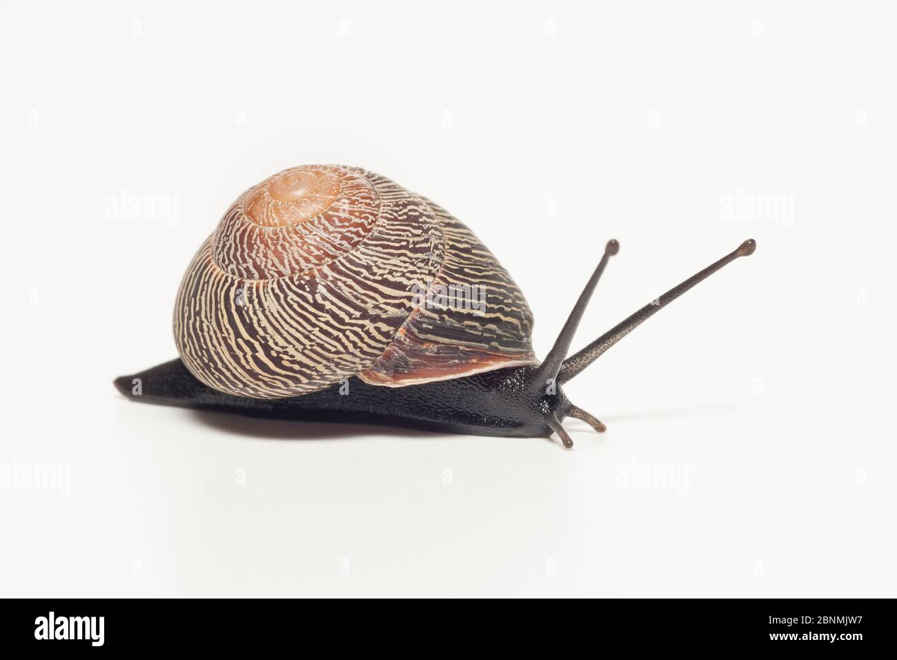 Land snail (Coryda alauda canescens) Cuba Stock Photo - Alamy