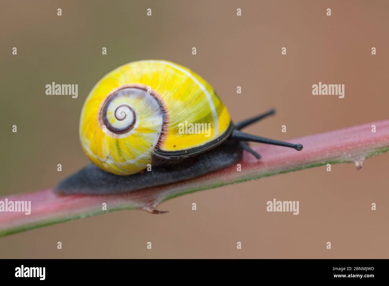 Land snail (Polymita picta iolimbata), Cuba. Endemic species Stock ...