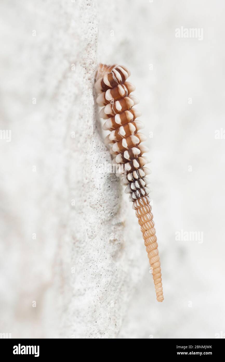 Land snail (Callonia ellioti), Cuba Stock Photo - Alamy