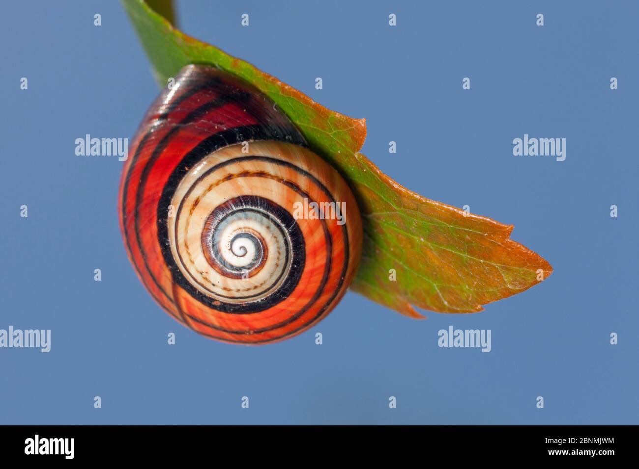 Polymita picta cuba hi-res stock photography and images - Alamy