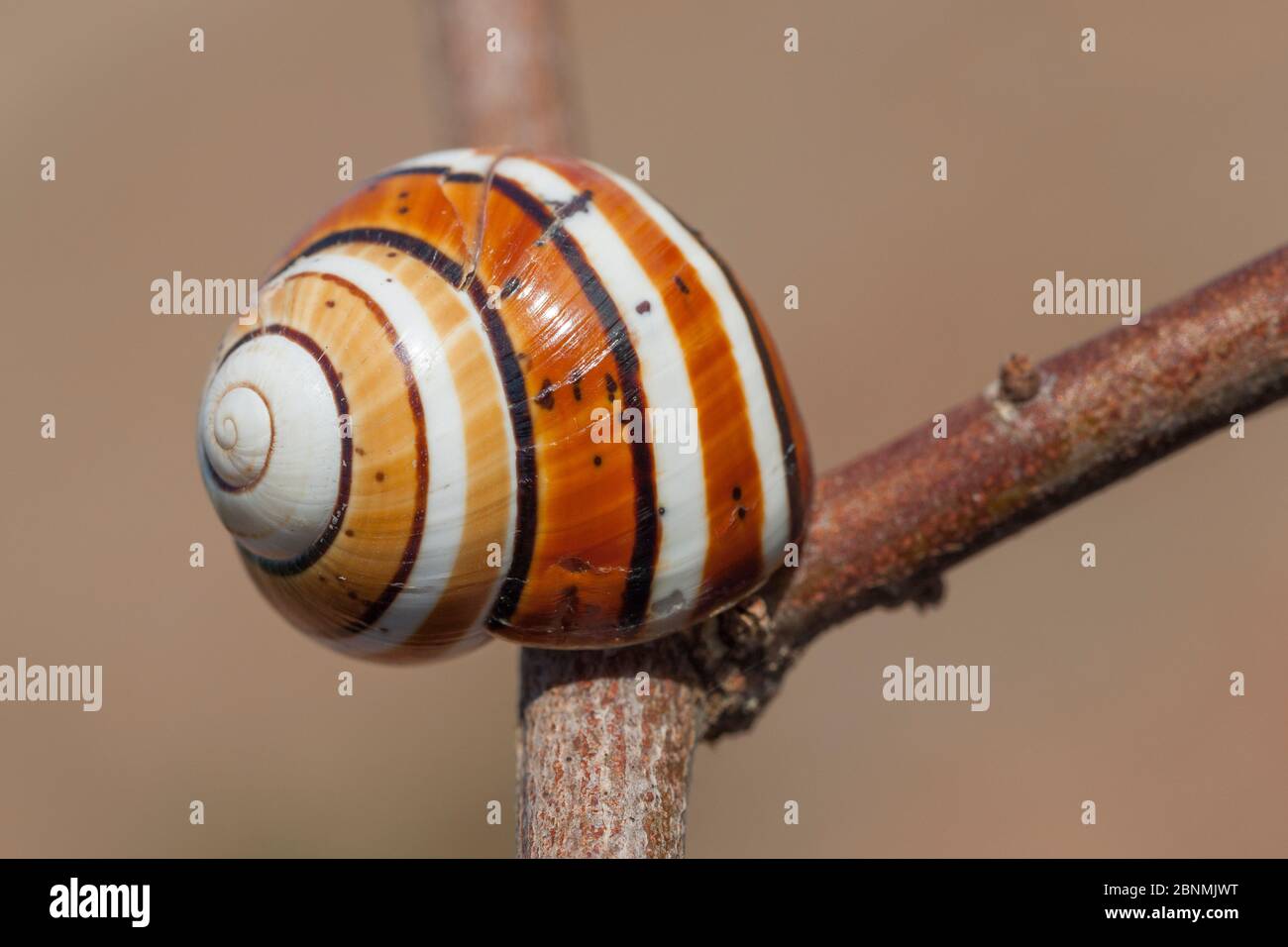Land snail (Polymita muscareum splendita), Cuba. Endemic species Stock ...