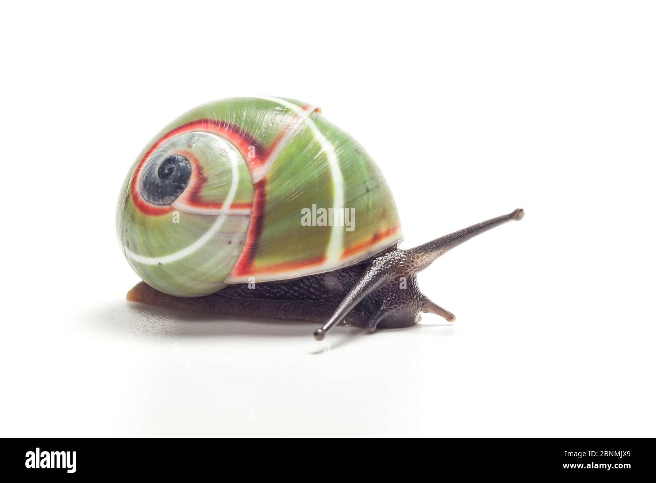 Land snail (Polymita venusta), Cuba. Endemic species Stock Photo - Alamy