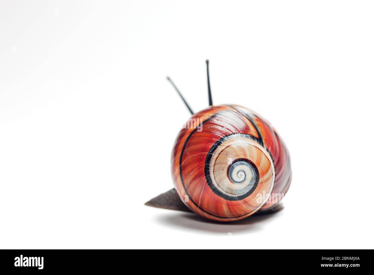 Land snail (Polymita picta iolimbata), Cuba. Endemic species Stock ...