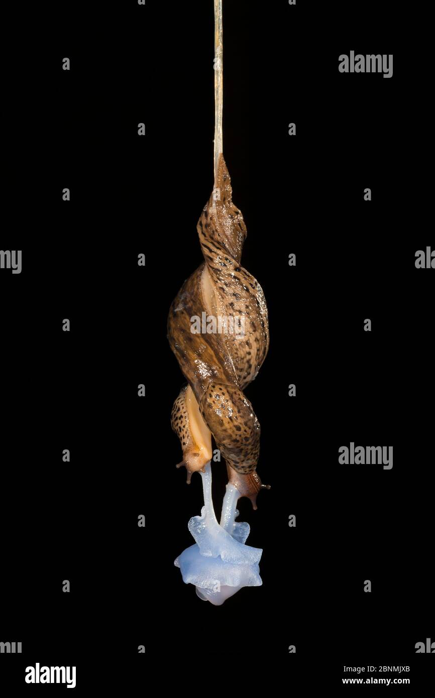 Leopard slug (limax maximus) mating hi-res stock photography and images ...