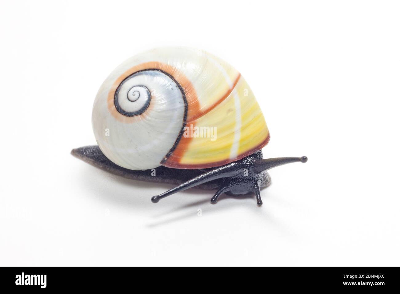 Land snail (Polymita picta roseolimbata), Cuba. Endemic species Stock ...