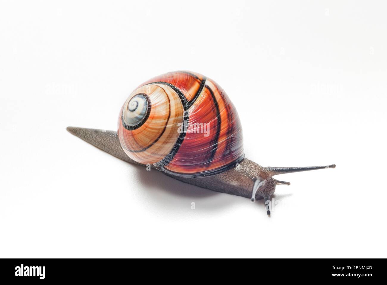 Land snail (Polymita picta iolimbata), Cuba. Endemic species Stock ...