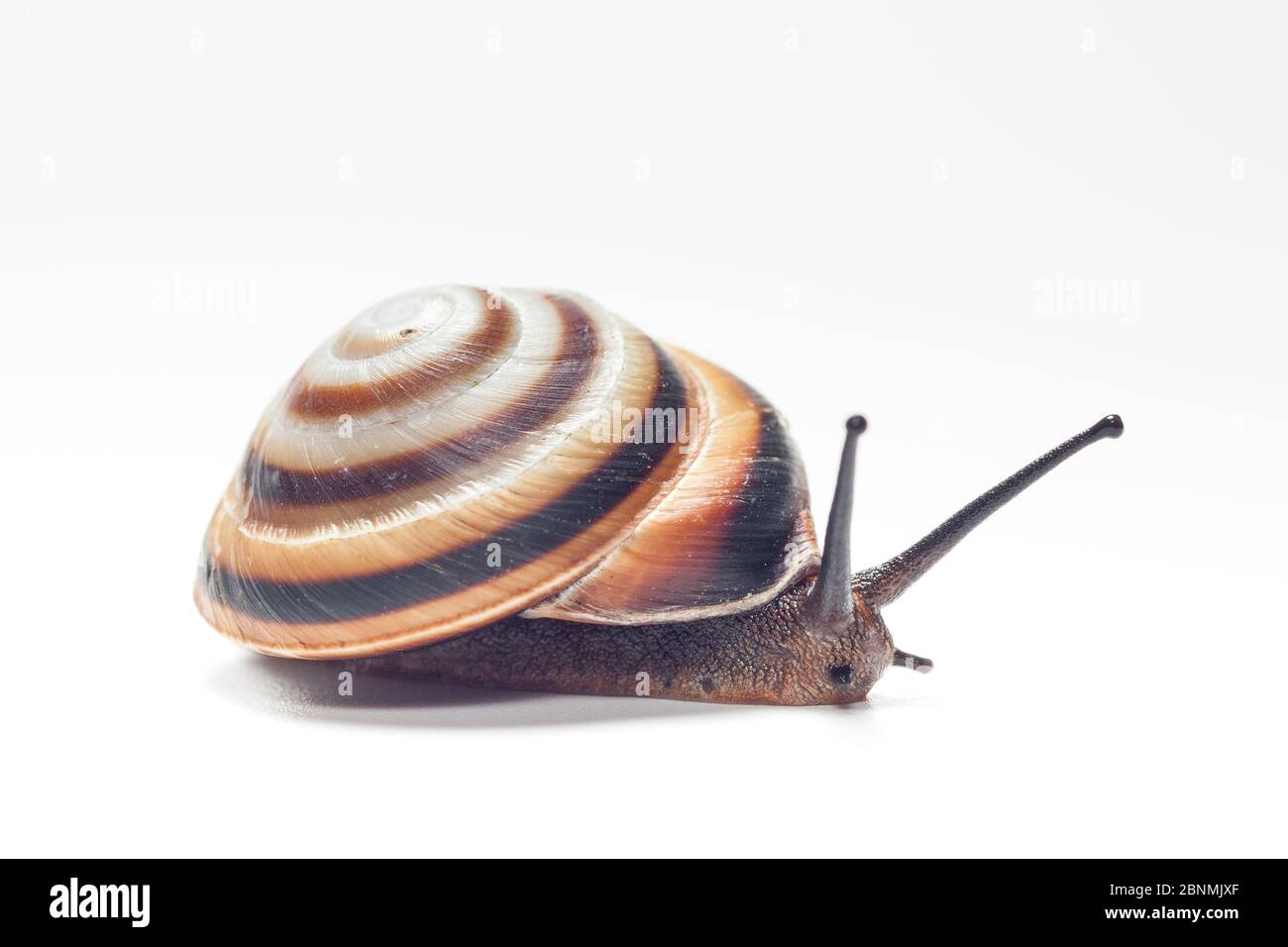Land snail caracolus sagemon hi-res stock photography and images - Alamy