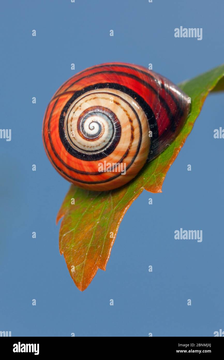 Land snail polymita picta iolimbata hi-res stock photography and images ...