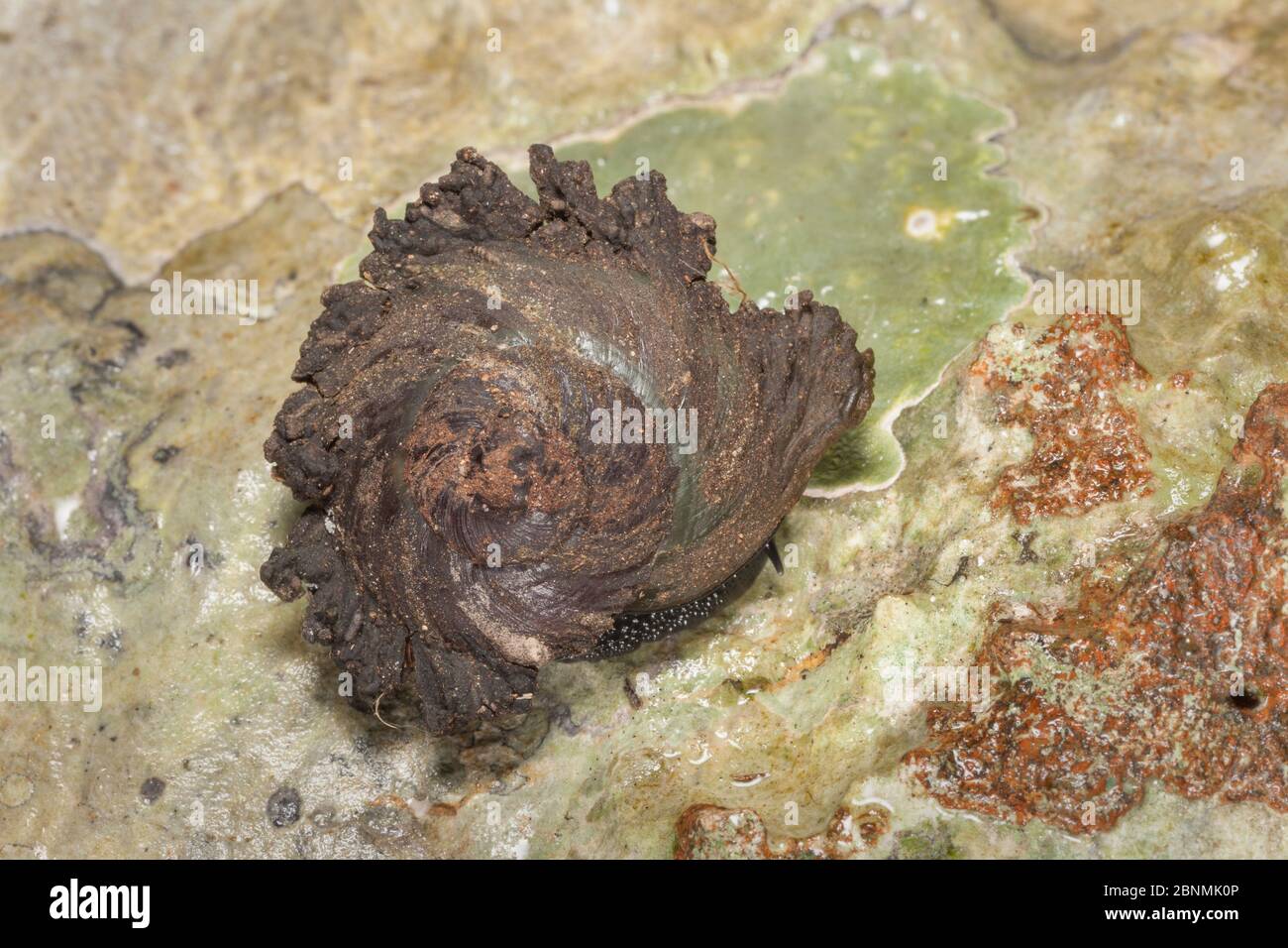 Form of camouflage hi-res stock photography and images - Alamy