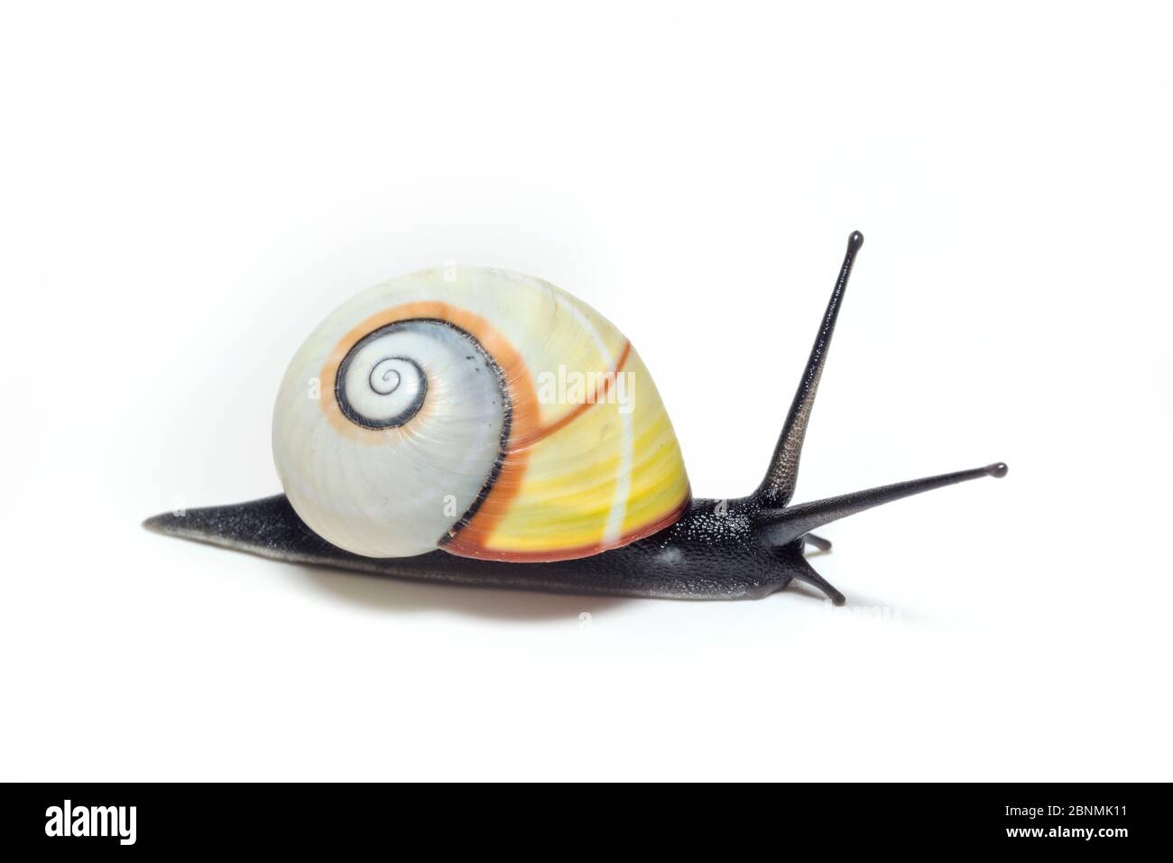 Land snail (Polymita picta roseolimbata) Cuba. Endemic species Stock ...