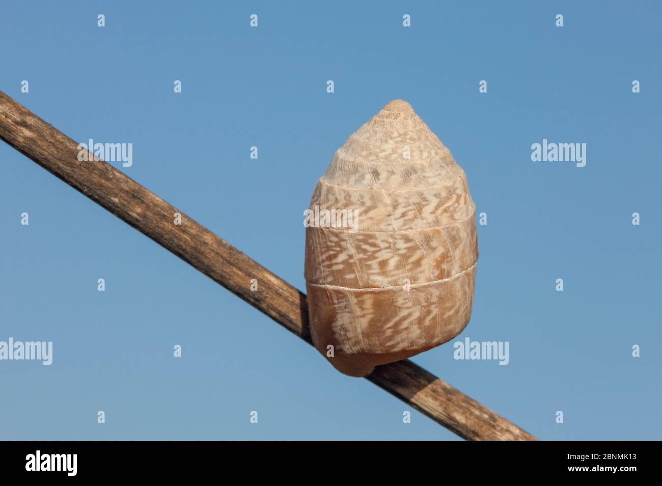 Cerionidae hi-res stock photography and images - Alamy