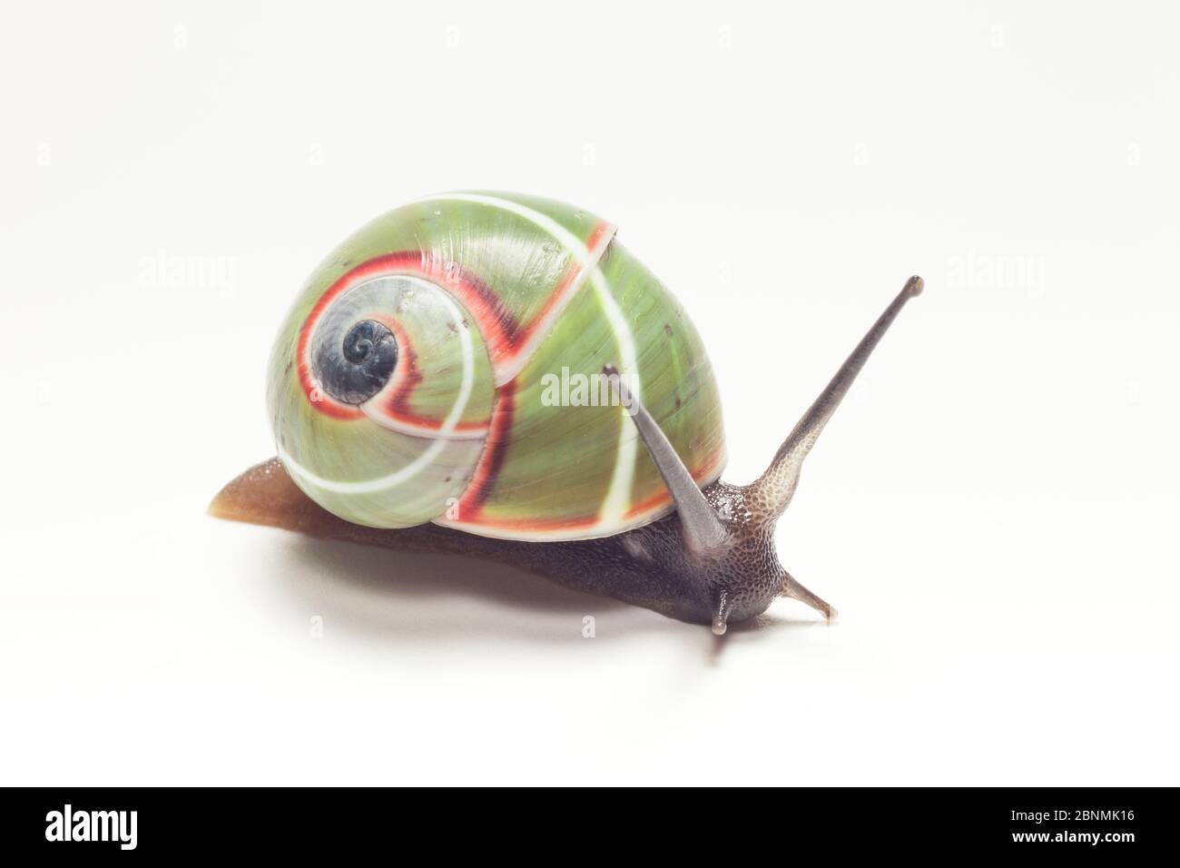 Gastropod species Cut Out Stock Images & Pictures - Alamy