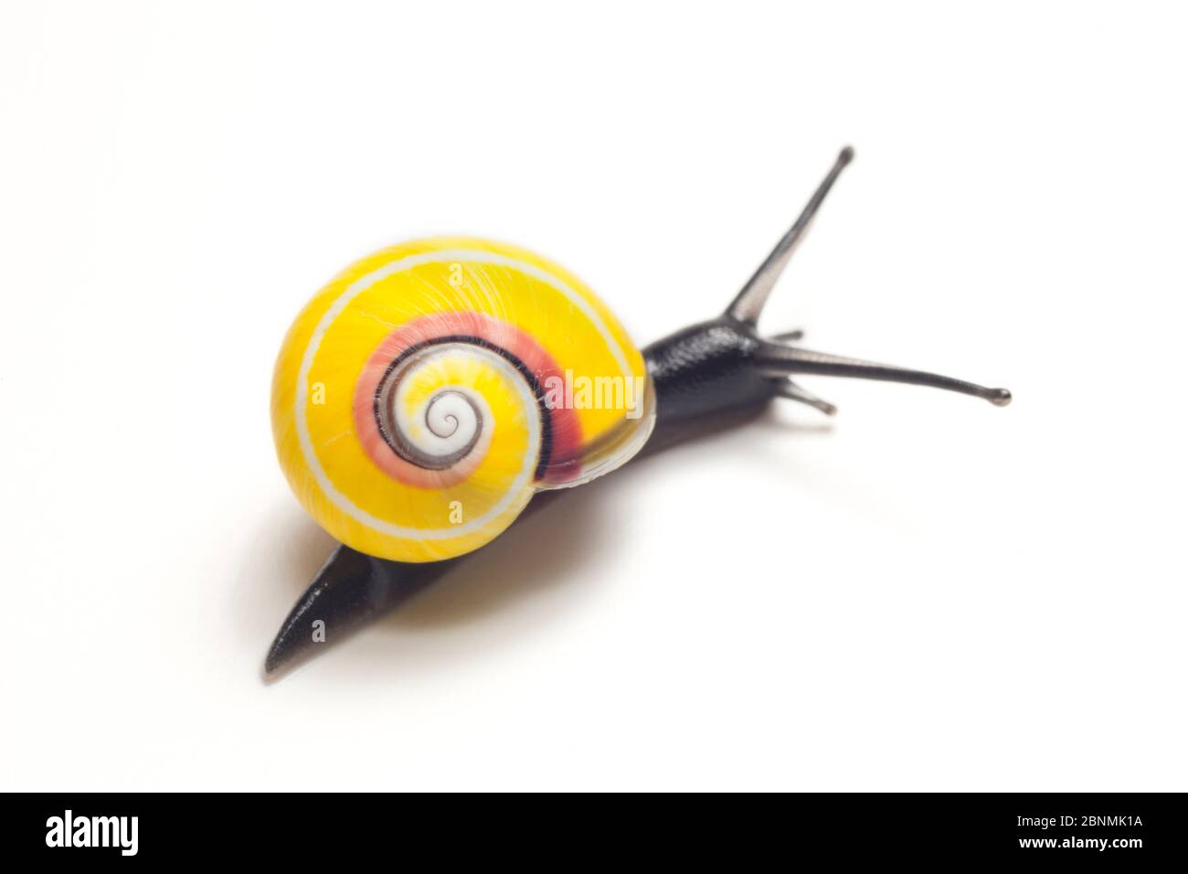 Land snail (Polymita picta iolimbata) Cuba. Endemic species Stock Photo ...