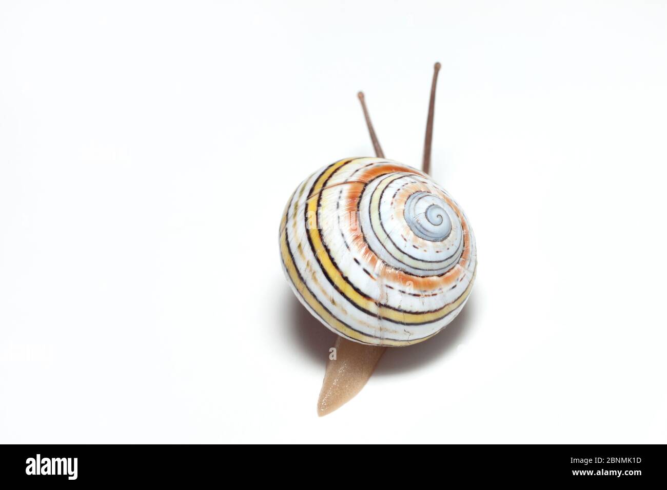 Polymita versicolor reticulata hi-res stock photography and images - Alamy